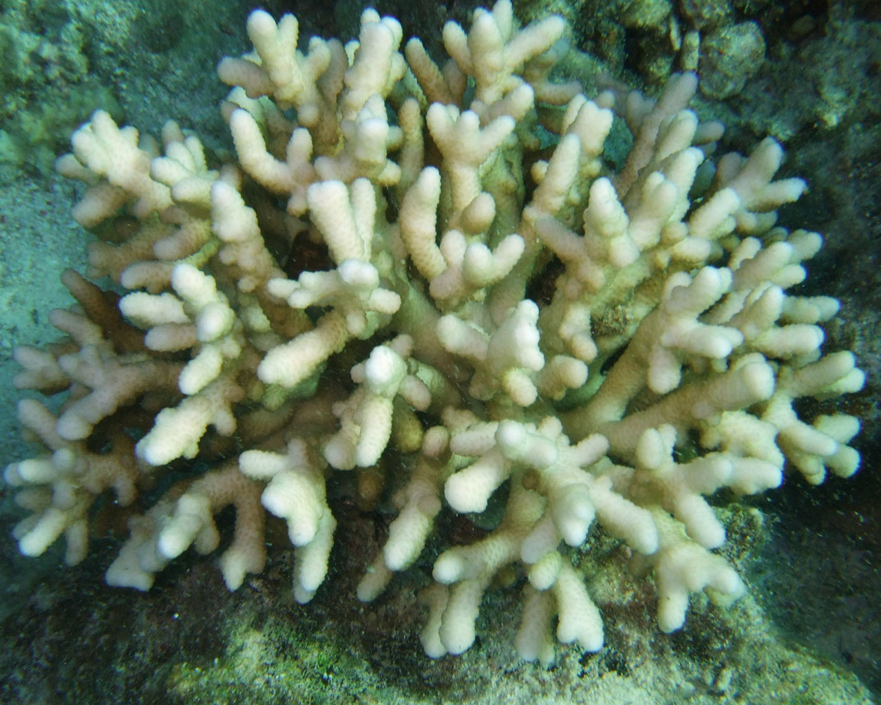 Staghorn coral, photo 1280x1024